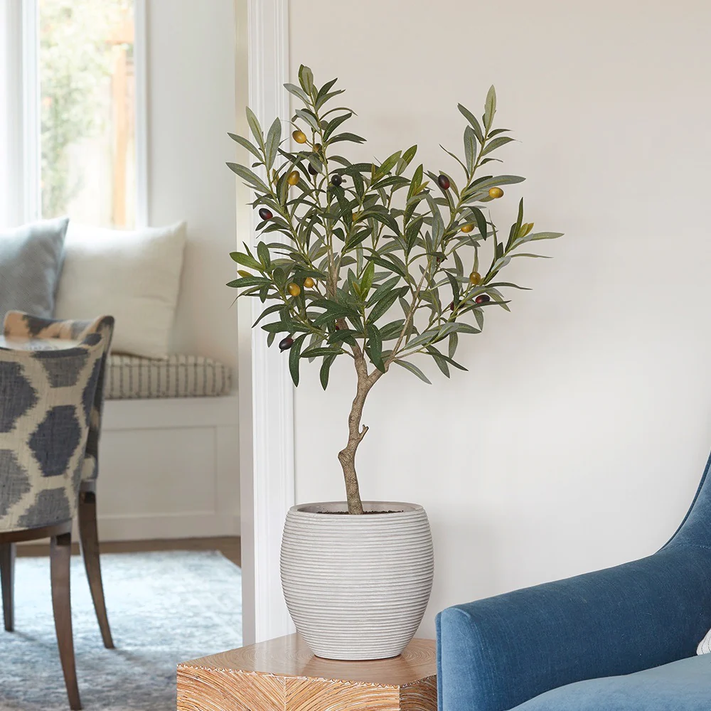 Featured Olive: The Olive Topiary Tree with Mediterranean Pot | 2025 ...