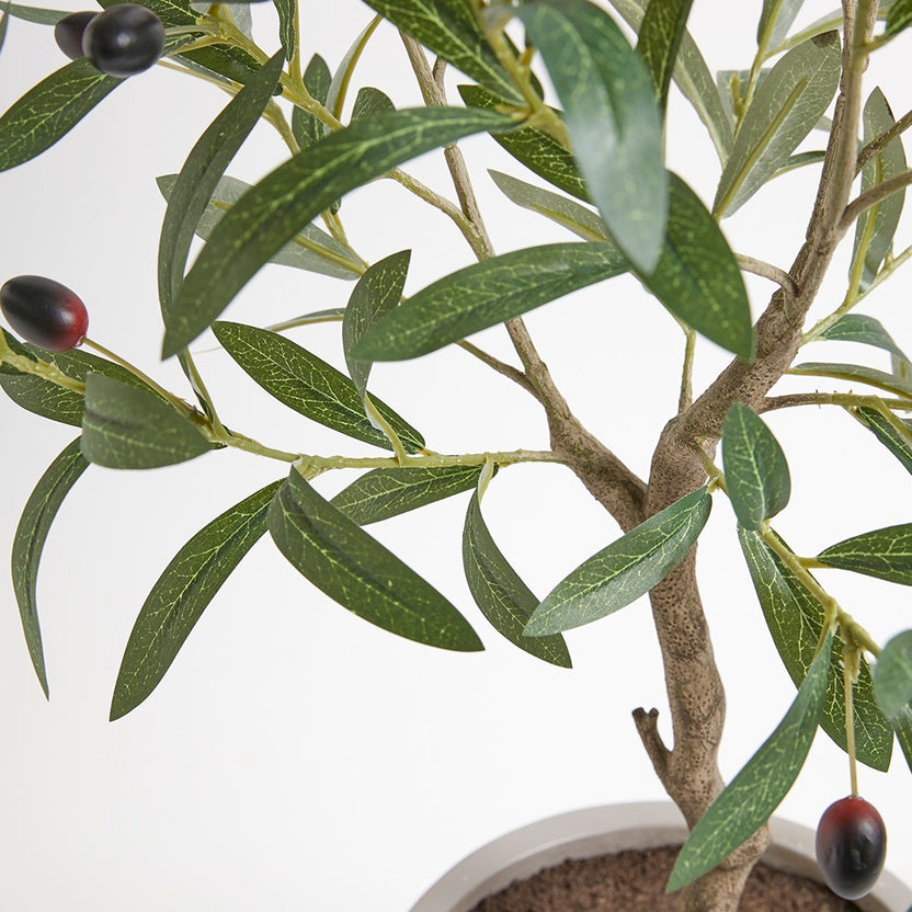 Cg Hunter Olive Tree