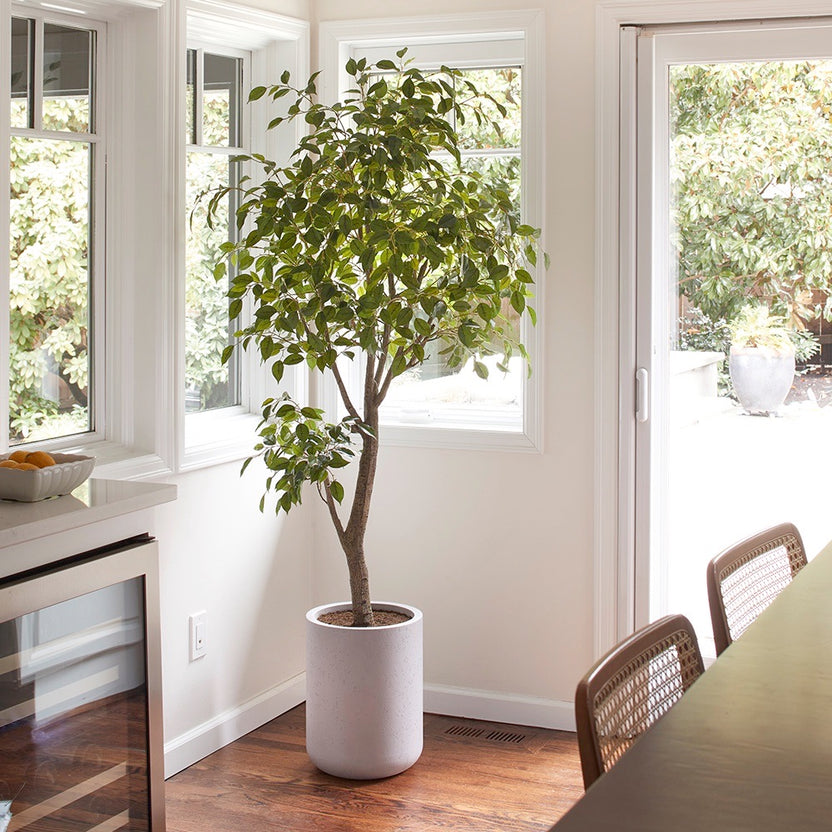 Artificial Ficus Tree with Artisan Planter | CG Hunter